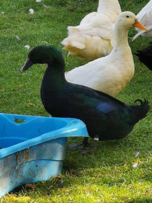 kajuska raca samec in samica