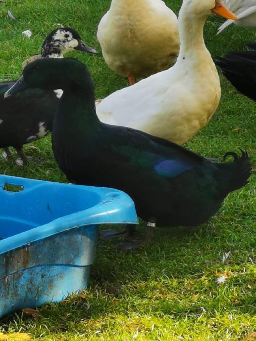 kajuska raca samec in samica