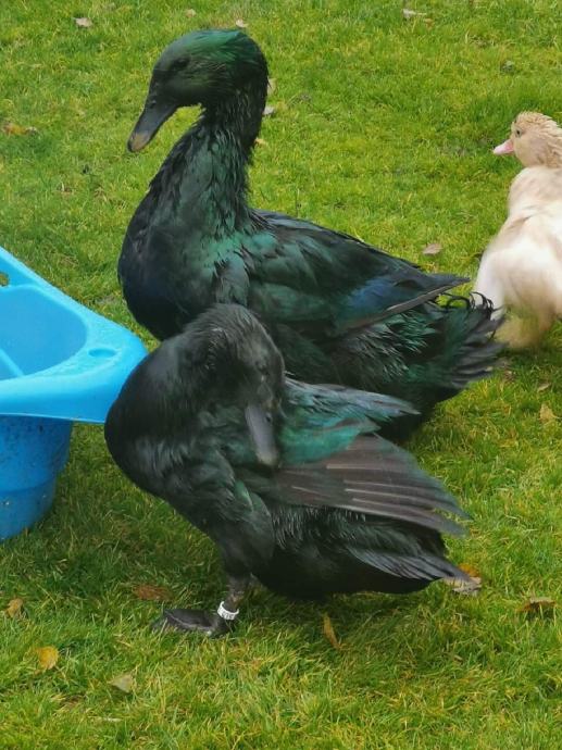 kajuska raca samec in samica