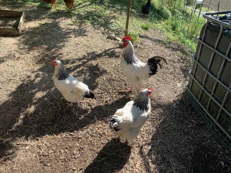 Kokoši Sussex (pasemske kokoši)