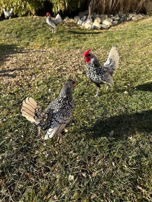 kokoši Sebright srebrni petelin