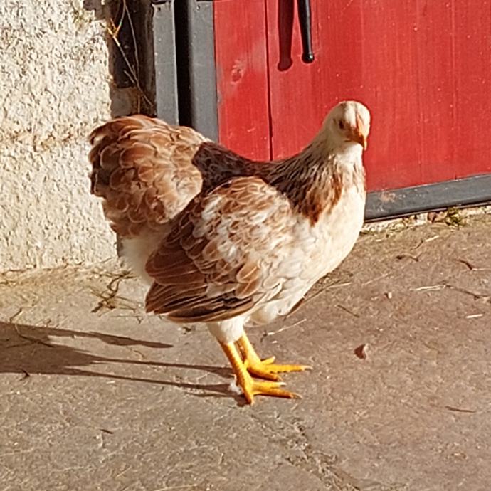 Kokoške pritlikave wiandote