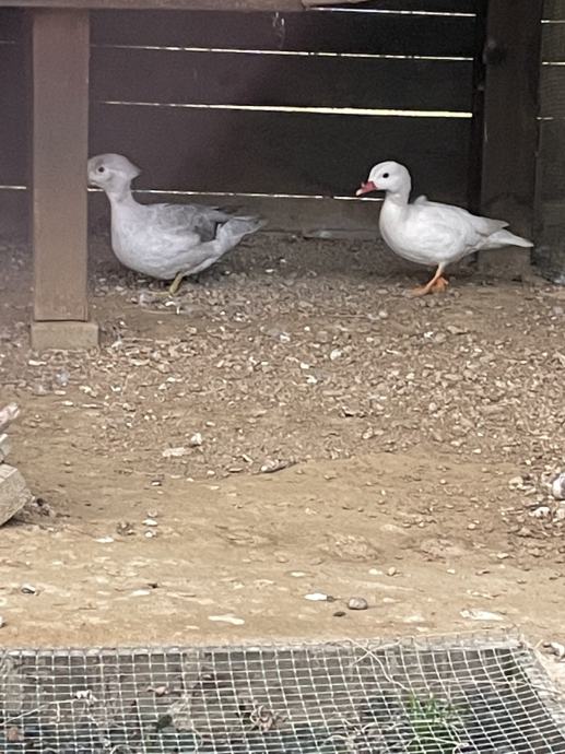 Mandarinke, Karolinke