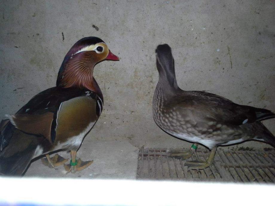 Mandarinke