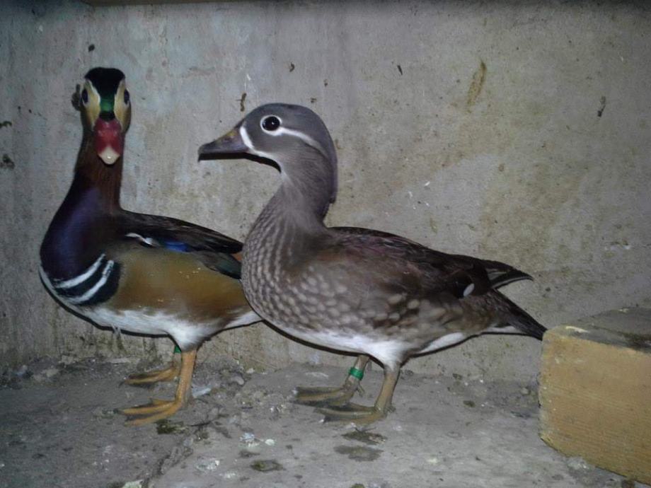 Mandarinke
