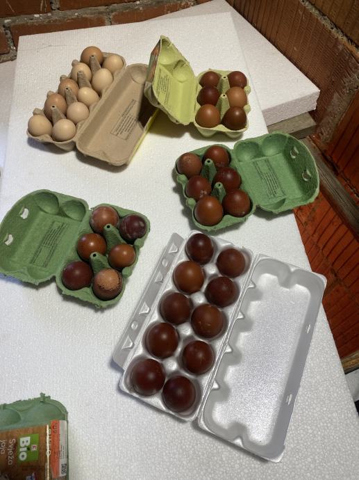 Marans valilna jajaca