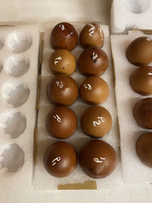 Marans valilna jajaca