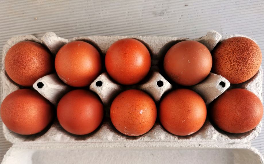 Marans valilna jajca