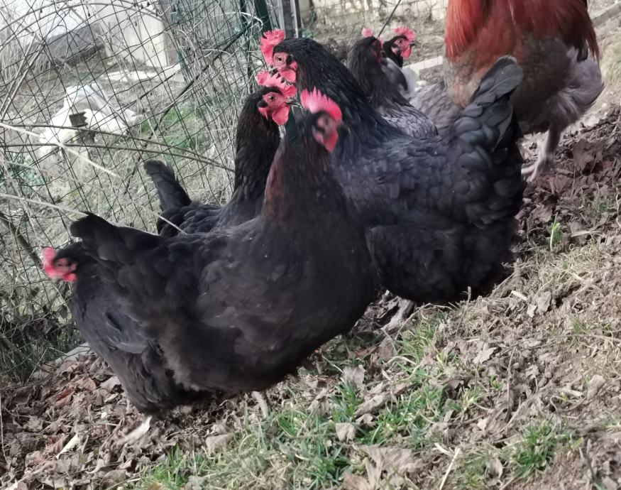 Marans valilna jajca