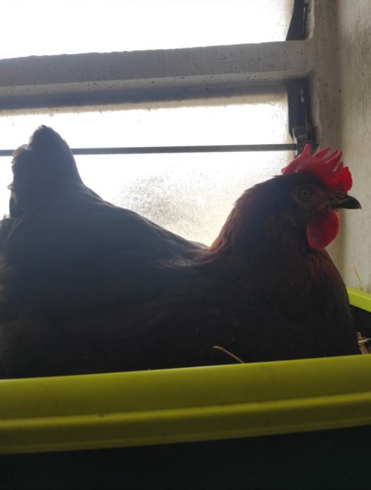 MARANS valilna jajca