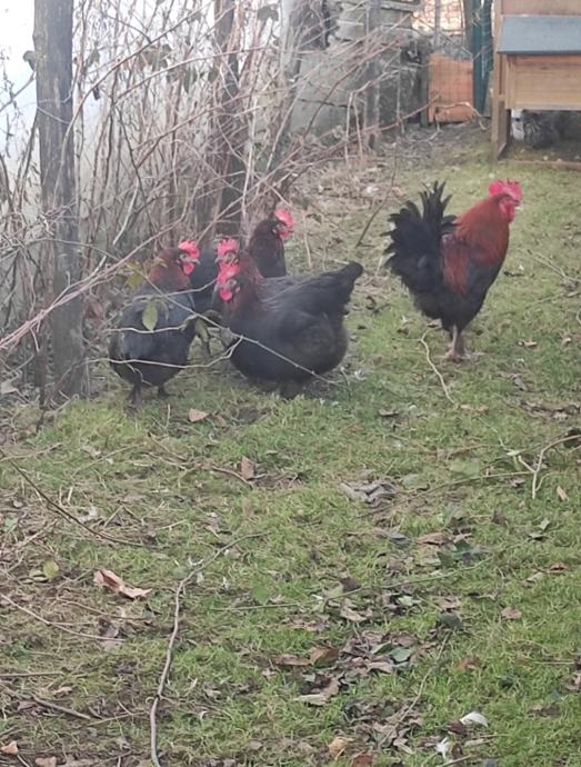 MARANS valilna jajca
