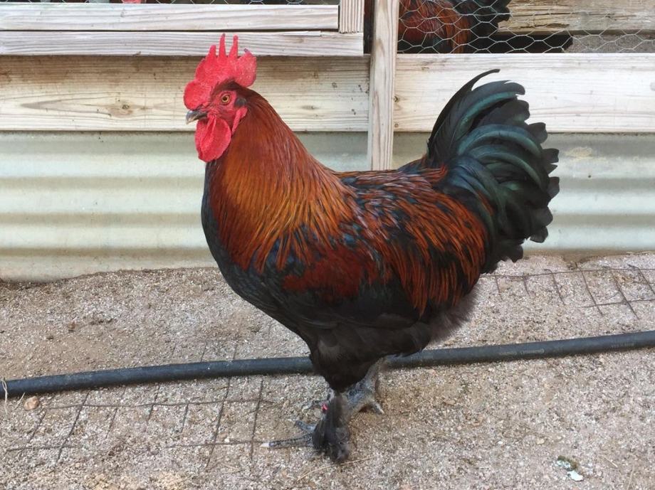 MARANS valilna jajca