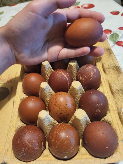 MARANS valilna jajca