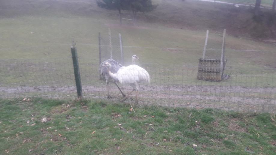 Nandu-nanduji mozna menjava za telicko