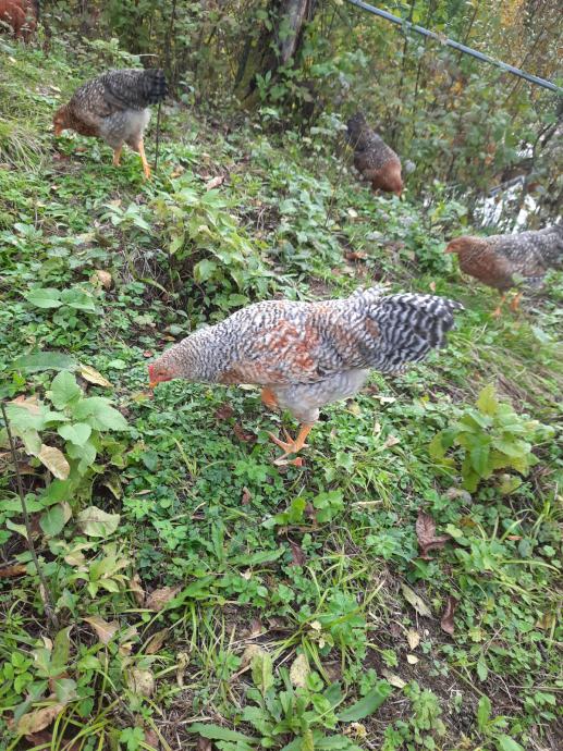 NEMŠKI PETELIN Bielefelder Kennhuhn in kokoš