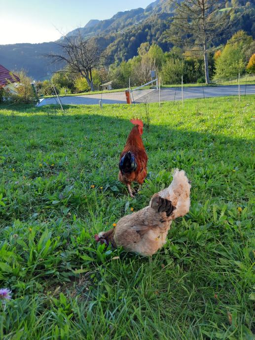 NEMŠKI PETELIN Bielefelder Kennhuhn in kokoš