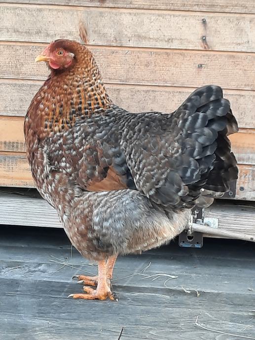NEMŠKI PETELIN Bielefelder Kennhuhn in kokoš