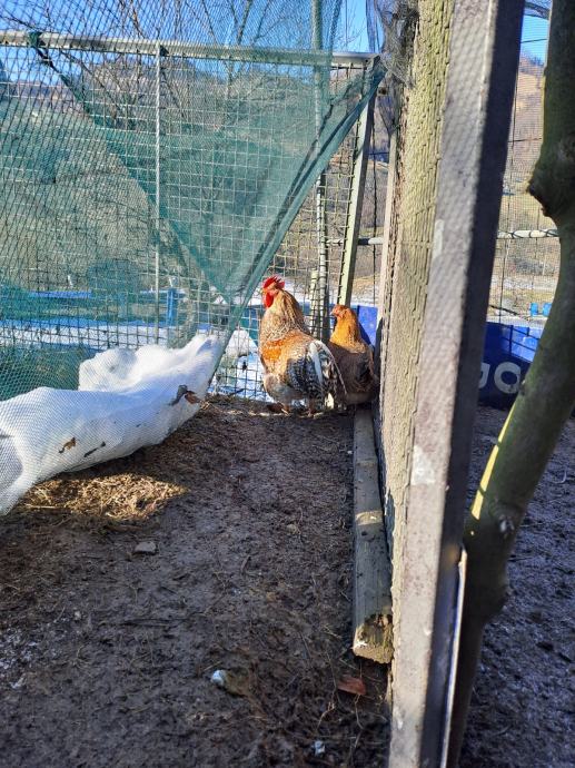 NEMŠKI PETELIN Bielefelder Kennhuhn in kokoš