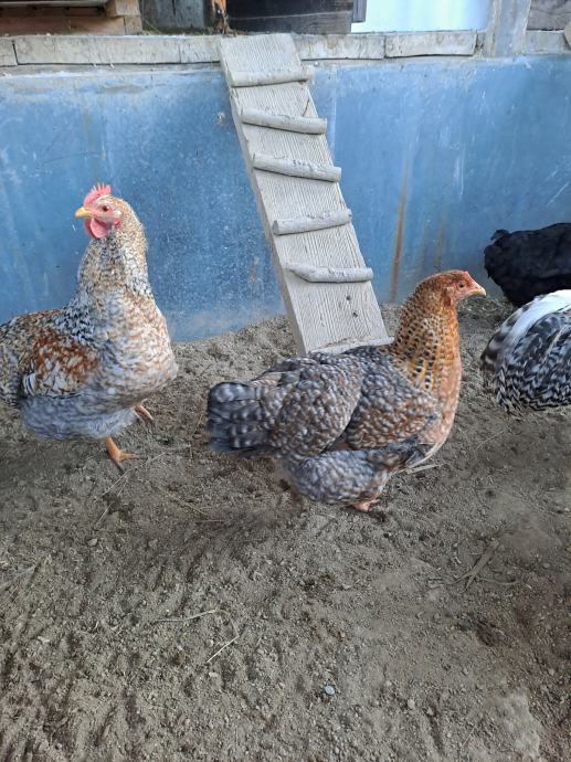 NEMŠKI PETELIN Bielefelder Kennhuhn in kokoš