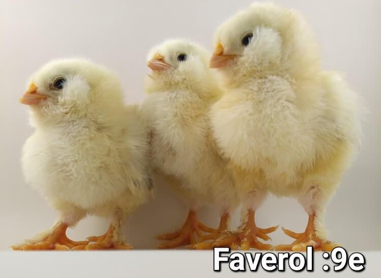 Orpington, Cochin bantam, Faverol