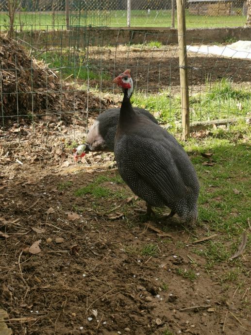 pegatke samci in samice