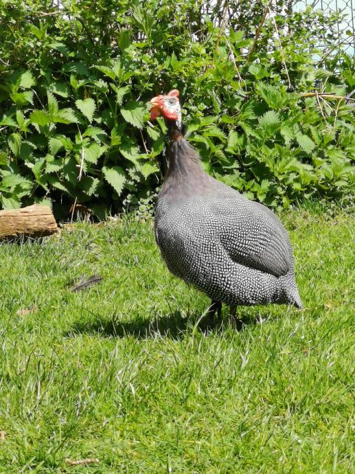 pegatke samice in samci