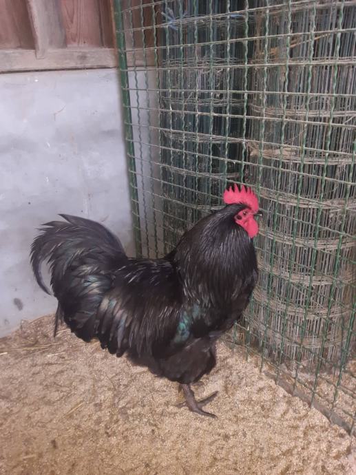 PETELIN AUSTRALORP
