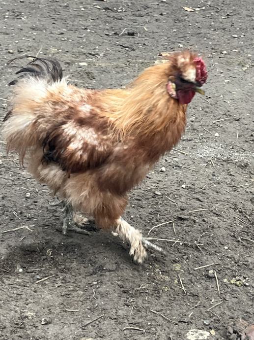 Petelin HRUŠKICA svilenka