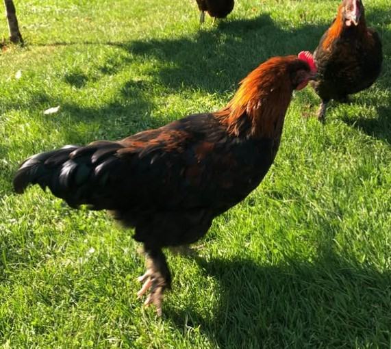 Petelin MARANS pasme zelo lep in poceni