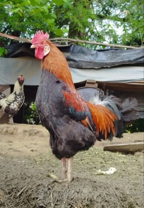 Petelin (štajerec in manjši)