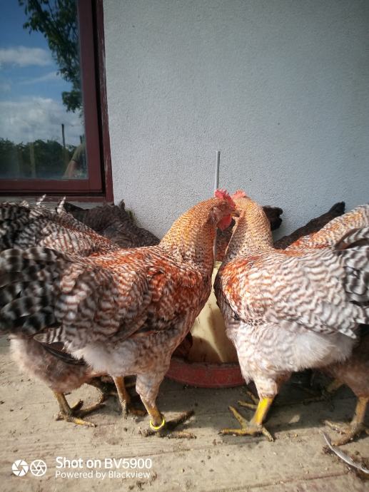 Petelini Bielefelder/Amrock