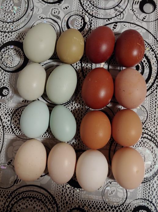 Pisana valilna jajca ( marans, oliveeger, mix)