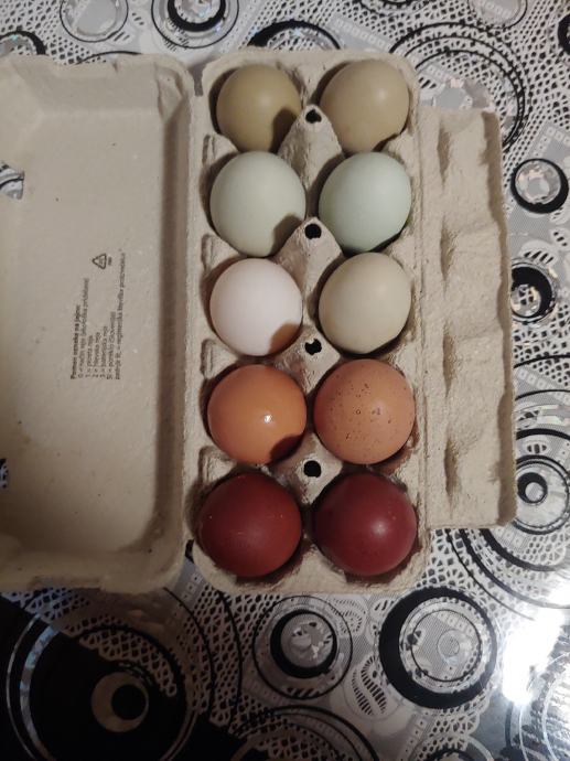 Pisana valilna jajca ( marans, oliveeger, mix)