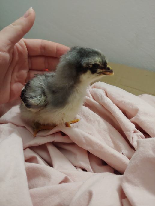 Pisana valilna jajca ( marans, oliveeger, mix)