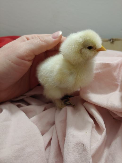 Pisana valilna jajca ( marans, oliveeger, mix)