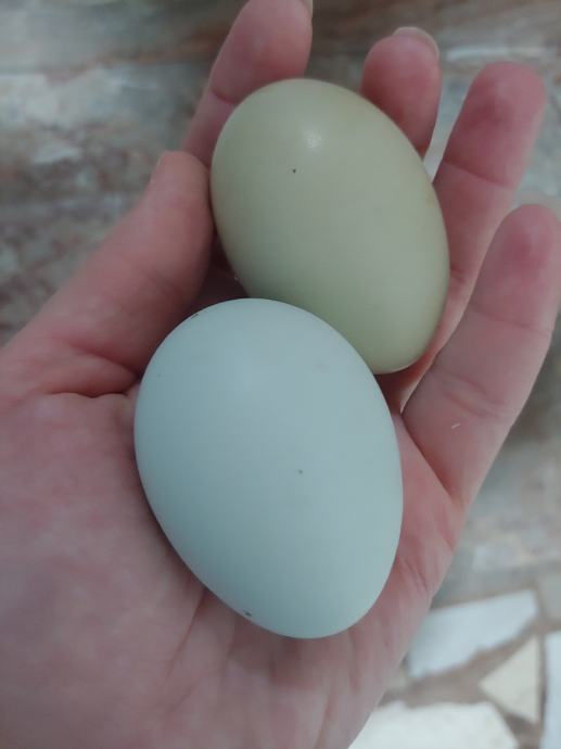 Pisana valilna jajca ( marans, oliveeger, mix)