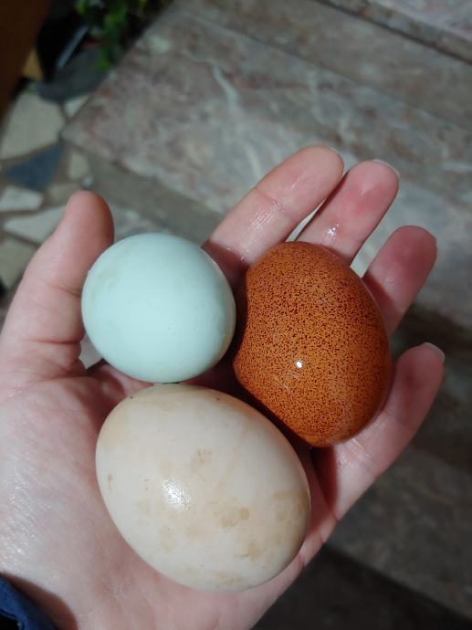Pisana valilna jajca ( marans, oliveeger, mix)