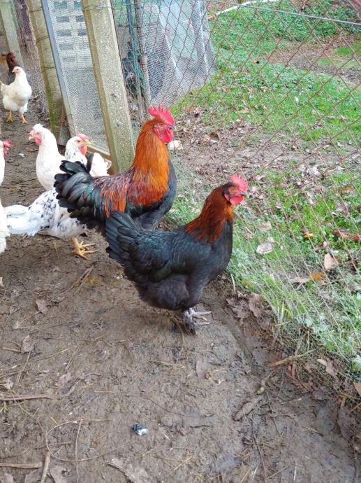 Pisana valilna jajca ( marans, oliveeger, mix)
