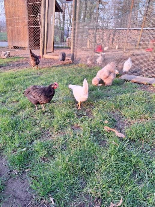 Piščančki mix za pisana jajca (oliveger/greeneger/ mix marans)