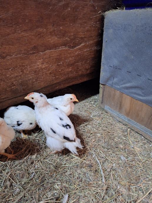 Piščančki mix za pisana jajca (oliveger/greeneger/ mix marans)