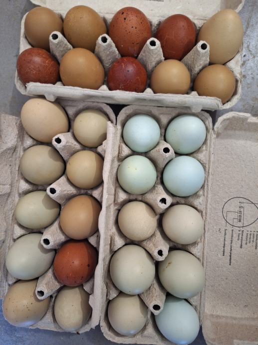 Piščančki mix za pisana jajca (oliveger/greeneger/ mix marans)