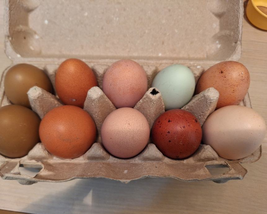 Piščančki mix za pisana jajca (oliveger/greeneger/ mix marans)