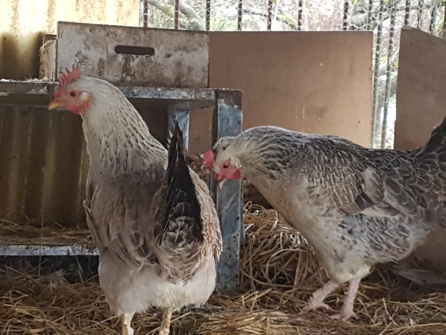 Podarim 6 kokoši-nesnice bela jajca, svilenko petelina in belo raco