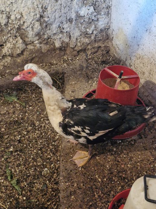 Podarim nemega racmana