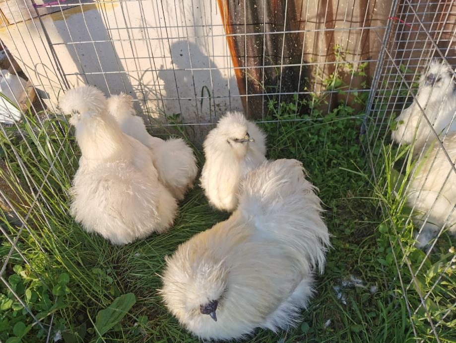 pritlikave pritlikava svilenke svilenka svilnata kokoš