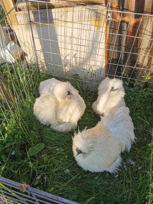 pritlikave pritlikava svilenke svilenka svilnata kokoš