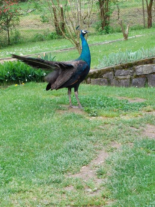 Prodajam pav samec ali par