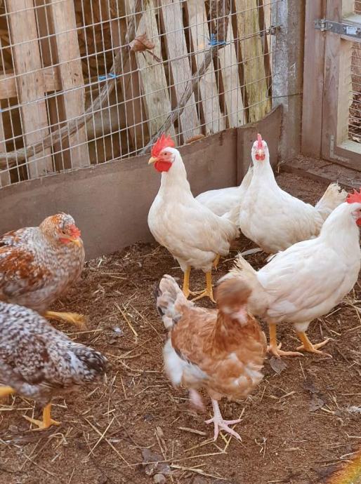 Prodam peteline pasme Leghorn,Sumtaler ter Cream legbar