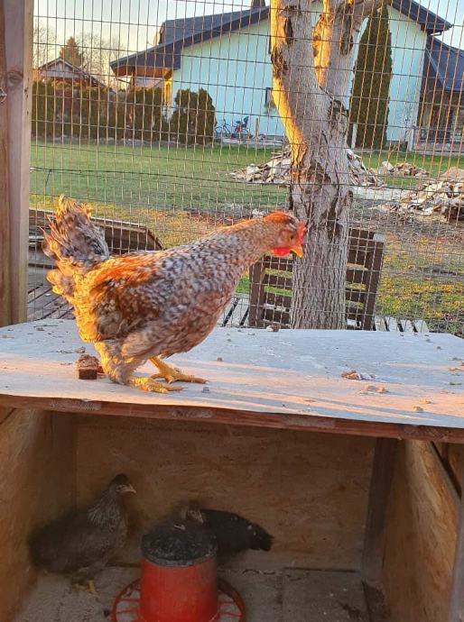 Prodam peteline pasme Leghorn,Sumtaler ter Cream legbar