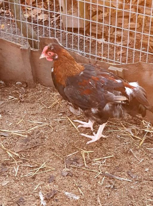 Prodam peteline pasme Leghorn,Sumtaler ter Cream legbar